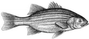 Striped Bass Fact Sheet – Virginia Seafood