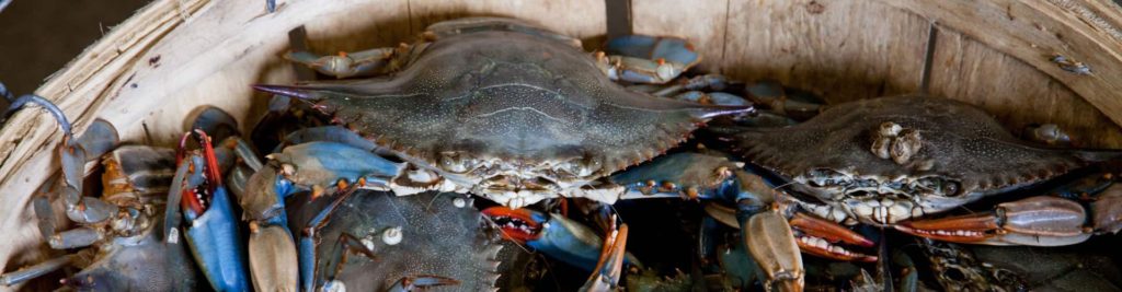 Virginia Seafood Handling, Safety, and Health – Virginia Seafood